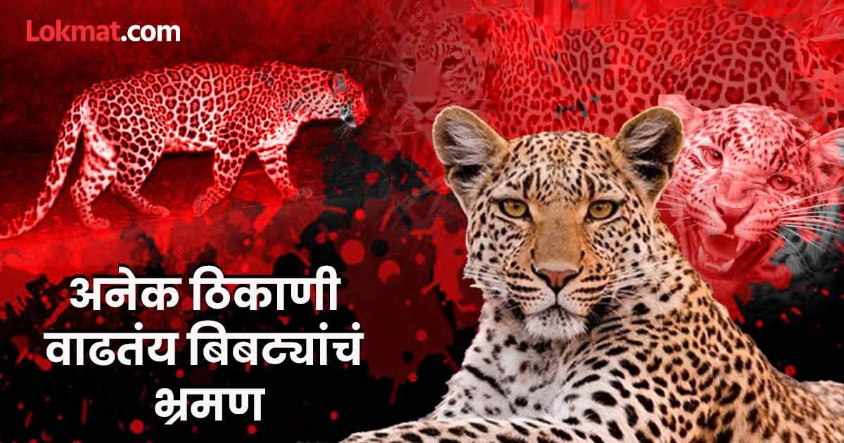 समजा अचानक समोर बिबट्या आलाच तर काय कराल? अशी घ्या खबरदारी Maharashtra ...