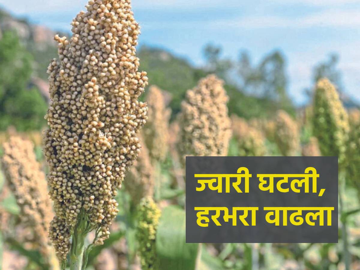 हरभरा वाढला, ज्वारी घटली; शेतकऱ्यांनी बदलला पीक पॅटर्न | Gram increased ...