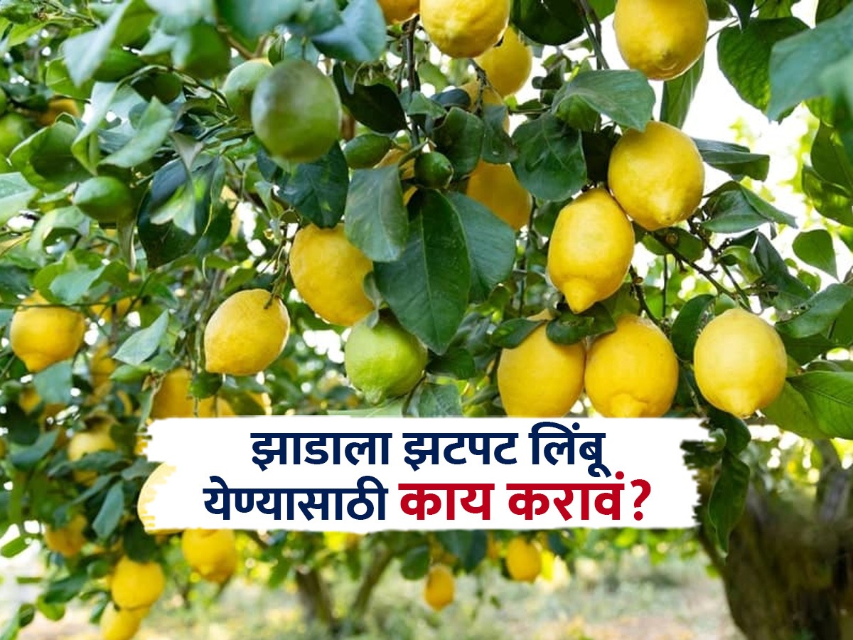 झाड वाढलं उंच पण लिंबू लागत नाहीत? करा 'हे' उपाय, झाड लगडेल लिंबांनी ...