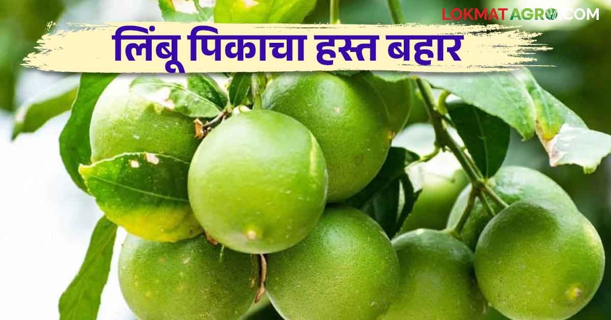 कागदी लिंबू पिकात हस्त बहार धरताय कसे कराल व्यवस्थापन | Hasta Bahar ...