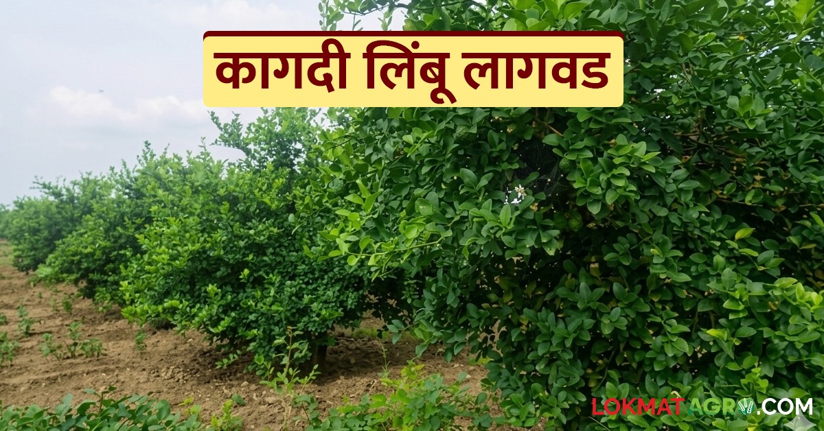 Kagdi Limbu Sheti : कमी खर्चात लाखो रुपये देणारी शेती, एक एकर लिंबू ...