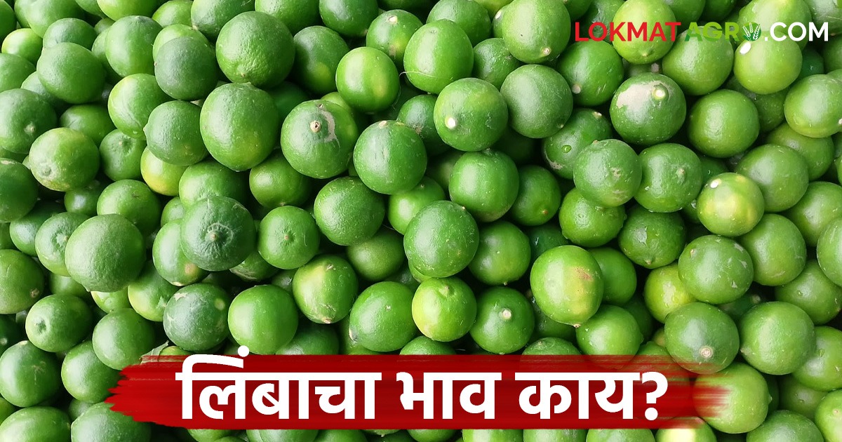 latest news Limbu Bajar Bhav Update read in details