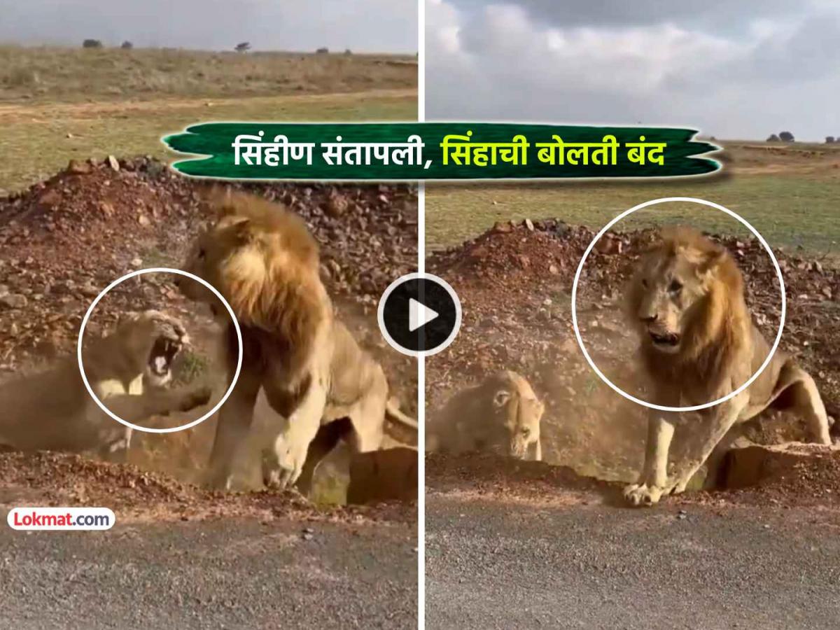 Video: रागावलेल्या सिंहीणपुढे सिंहाचीच झाली 'शेळी'... जंगलच्या राजाची ...
