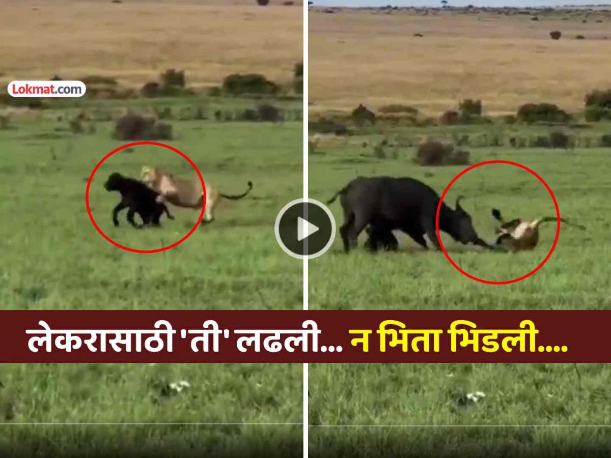 VIDEO: आईची माया! सिंहीणने रेडकूवर घातली झडप, म्हशीने शिंगाने लावलं ...
