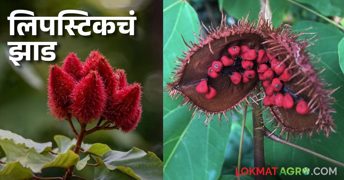 Lipstick Tree : बहुपयोगी लिपस्टिकचं झाड आहे तरी काय? कुठे होतो याचा ...