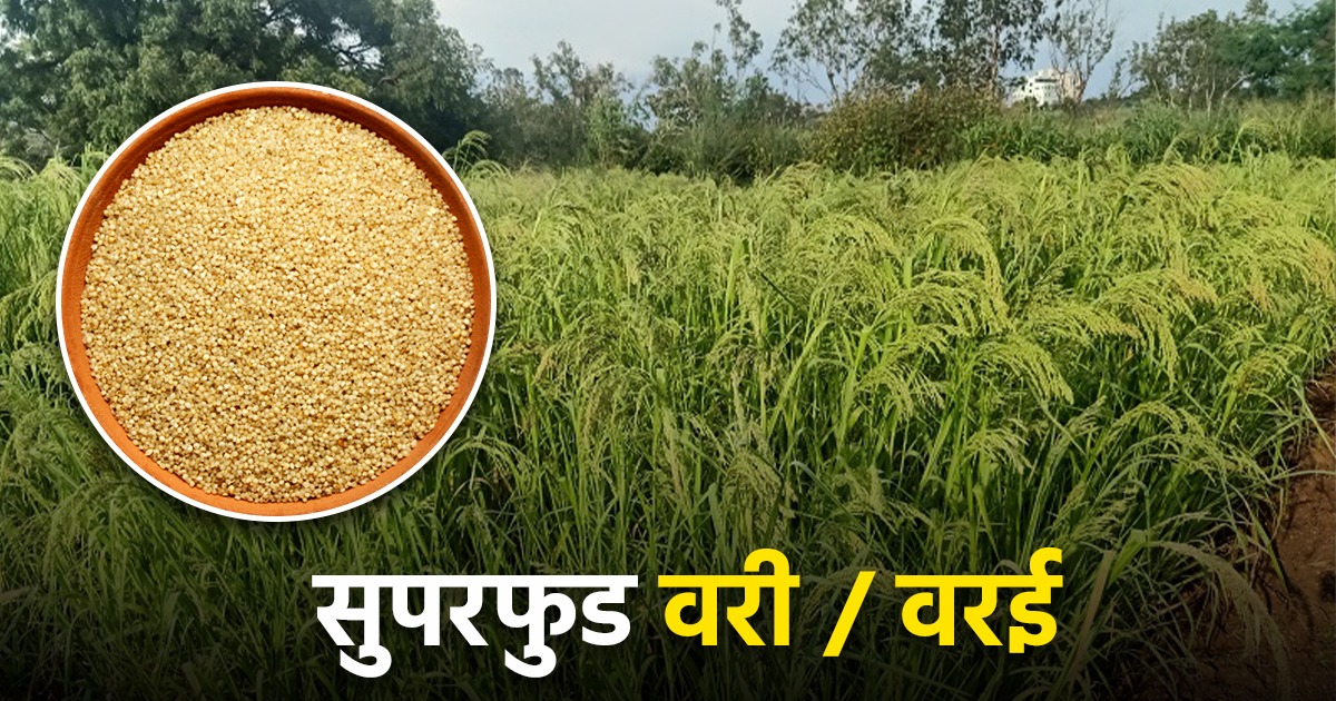 वरी/वरईची लागवड कशी केली जाते? | How to Cultivate Vari/Varai little ...