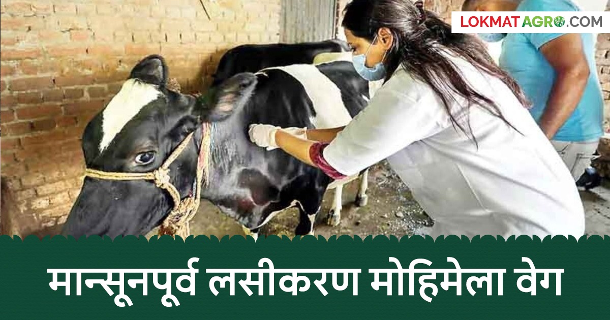 latest news livestock Vaccination : parbhani livestock vaccination ...