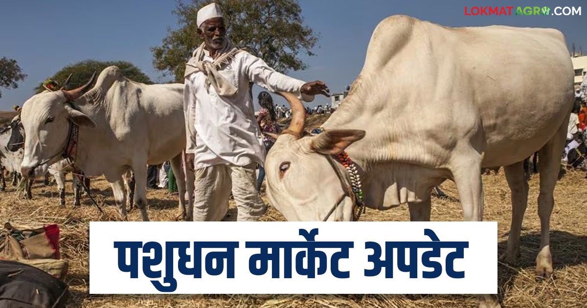 Gay Mhais Bajarbhav : गाईचे भाव साठ हजारांवर तर म्हशीचे भाव लाखांवर ...