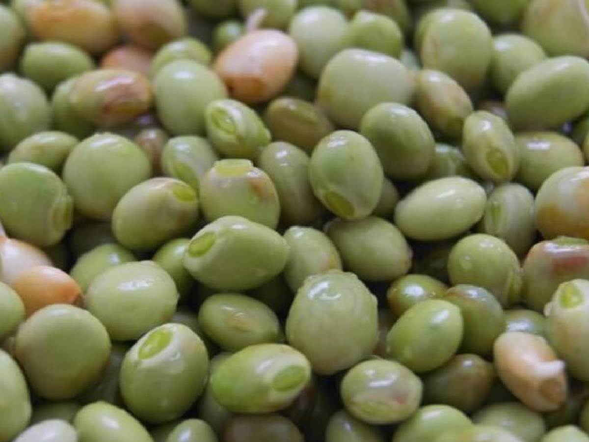 तूर, कपाशीला अवकाळीचा ओव्हरडोस; बोंड, शेंगांचा पाचोळा! | Toor, an ...