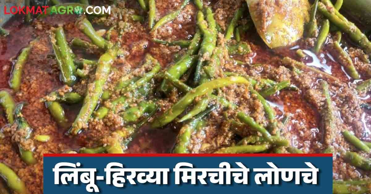 Mirchi Pickle : थंडीमध्ये घरच्या घरी बनवा लिंबू- मिरचीचे चविष्ट लोणचे ...