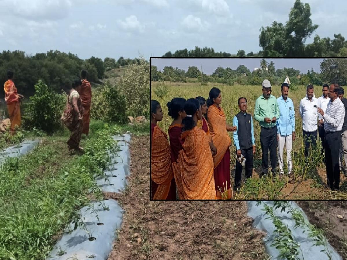सांगली जिल्ह्यातील माडग्याळमधील महिलांची भरारी, एकरात घेतली १२ क्विंटल ...