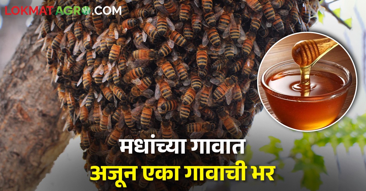 अकोले तालुक्यातील लव्हाळवाडी हे आदिवासी दुर्गम खेडे मधाचे गाव म्हणून ...