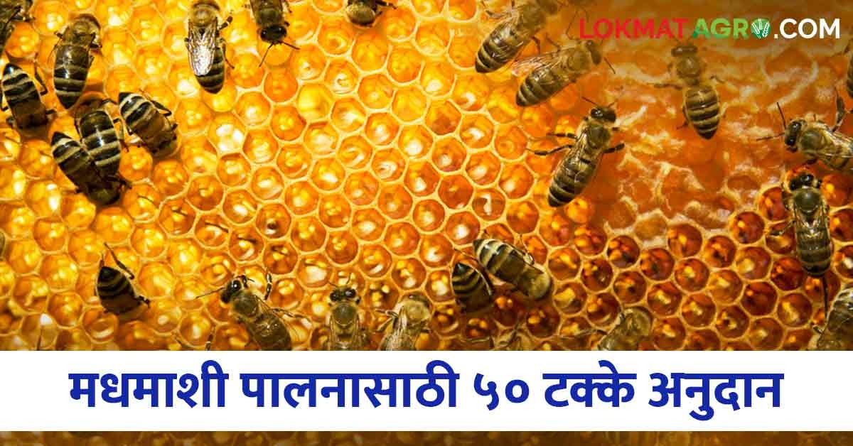 शेतकऱ्यांनो अतिरिक्त उत्पन्न कमवा; मधाच्या व्यवसायासाठी मिळणार ५० ...