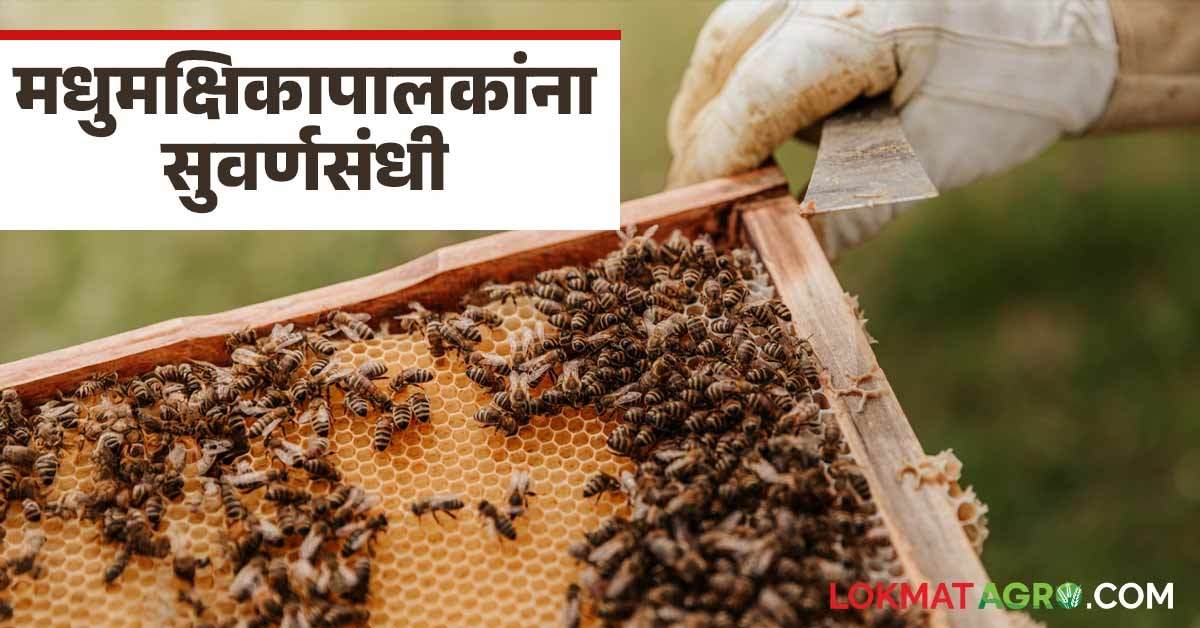Madhmashi Palan Yojana : मधुमक्षिकापालकांनो मधुक्रांती पोर्टलवर नोंदणी ...