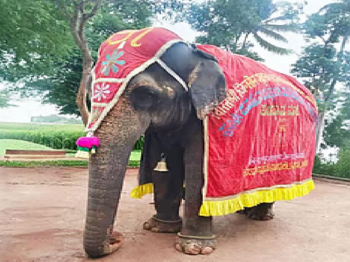 Kolhapur: माधुरी हत्तिणीच्या पुनर्वसनासाठी नांदणीत साकारणार माधुरीवाडा ...