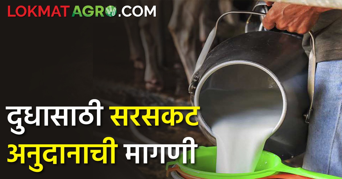 आठ जिल्ह्यातून सव्वा कोटी लिटर दूध उत्पादन; अनुदान मात्र सहकारी दूध ...