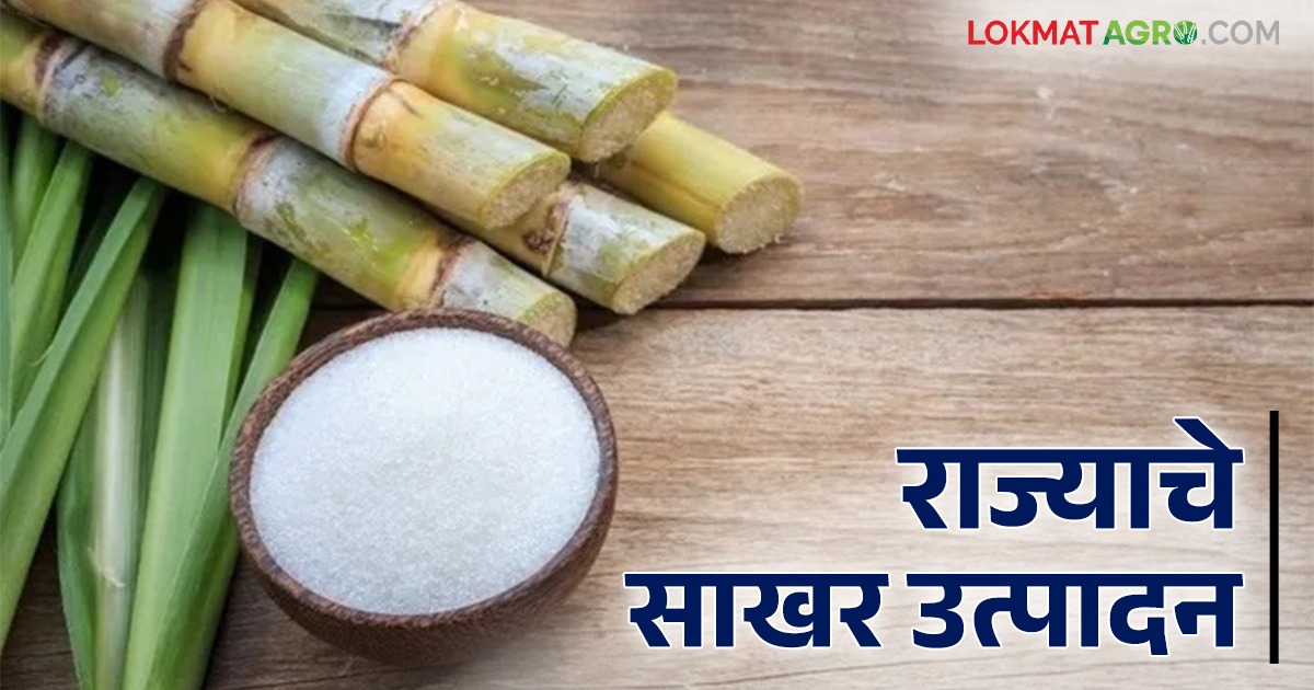 Sakhar Utpadan : राज्यात विभानिहाय किती टन साखरेचे उत्पादन; उताऱ्यात ...