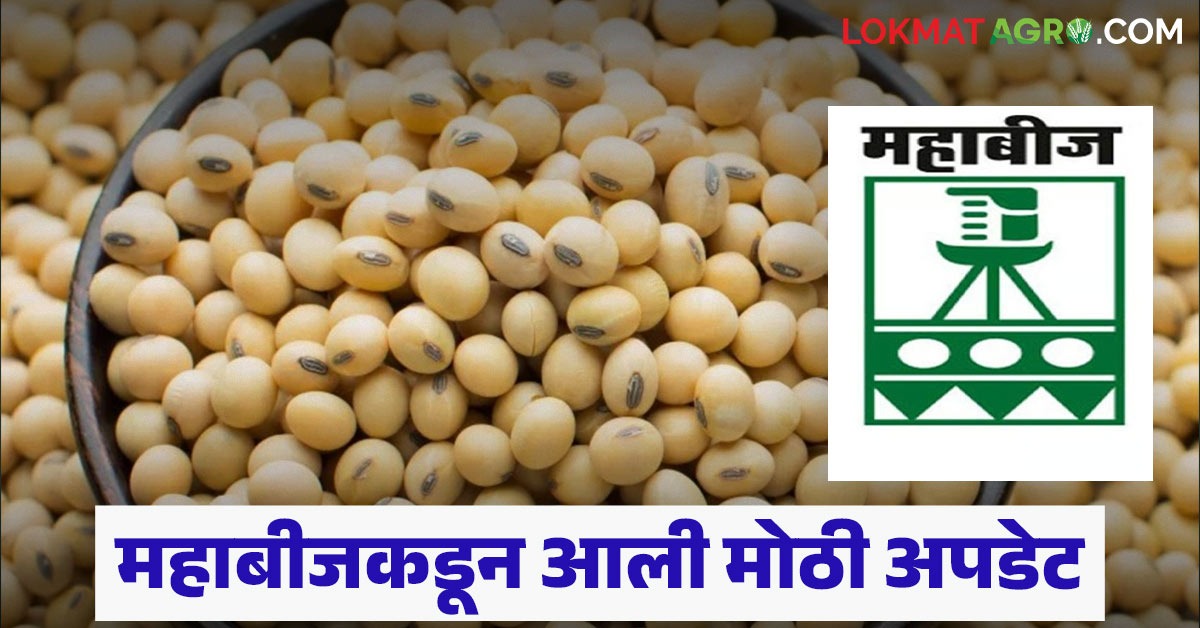 latest news MahaBeej Soybean Seed: Big update on Mahabeej for soybean ...