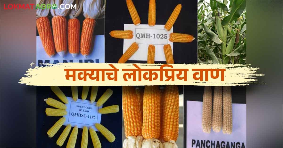 Maka Lagwad : मका पिकाचे उत्पादन वाढविण्यासाठी कोणते वाण निवडाल? वाचा ...