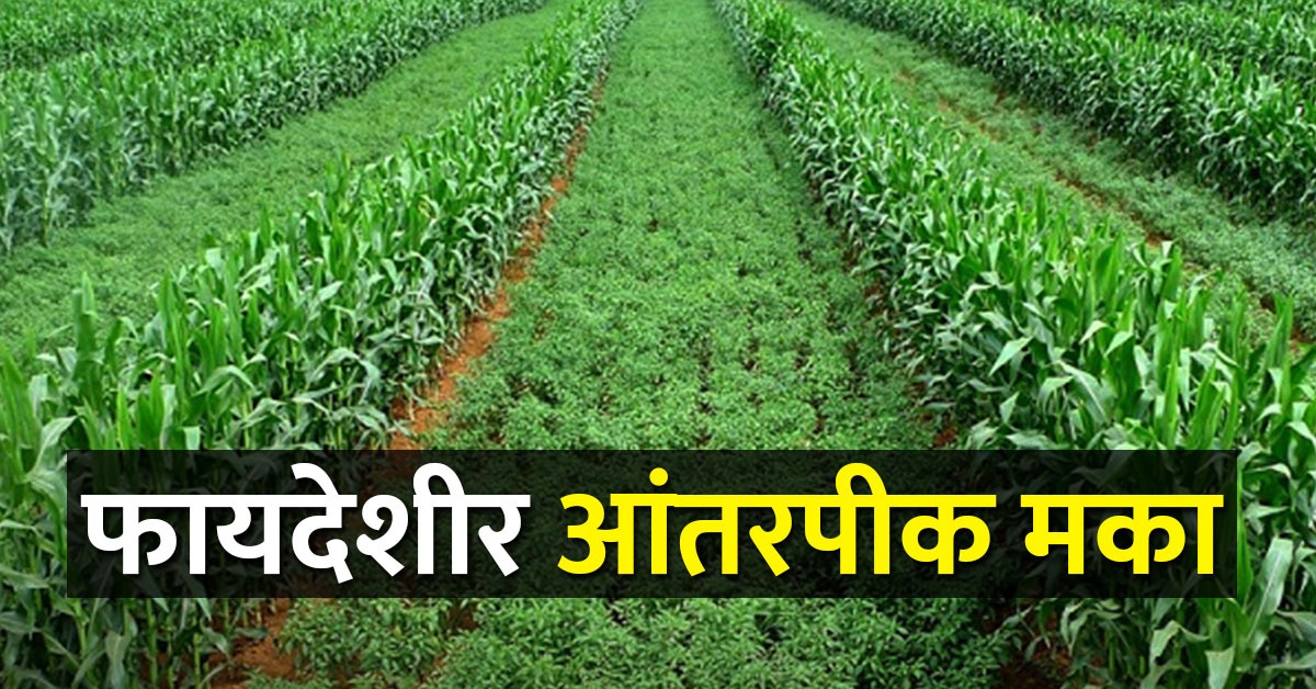 आंतरपीक म्हणून मका पिक ठरतेय फायदेशीर | Maize crop is profitable as an ...