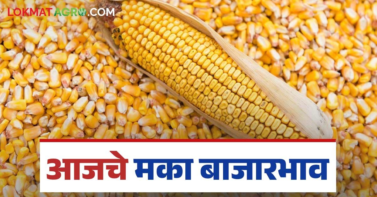 Today's maize market arrivals read in details