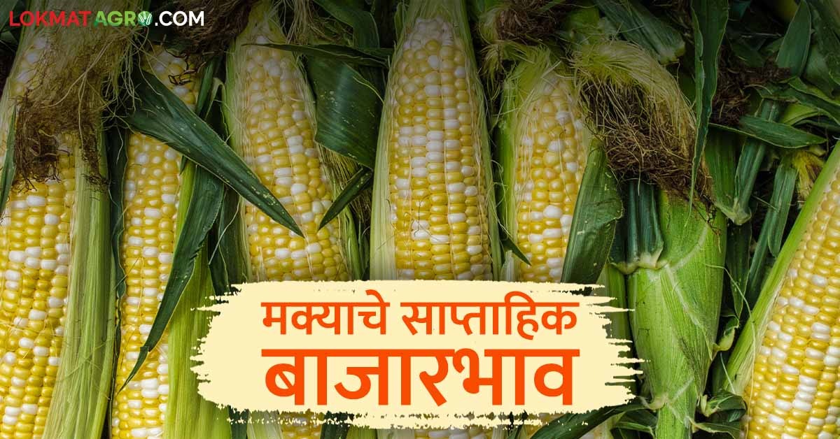 Maka Market : राज्यात मक्याची आवक वाढली, दर घसरले, मागील आठवड्यातील ...