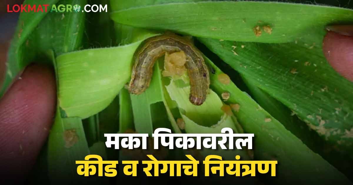 Maka Crop Management : मका पिकावरील कीड व रोगाचे नियंत्रण कसे कराल ...