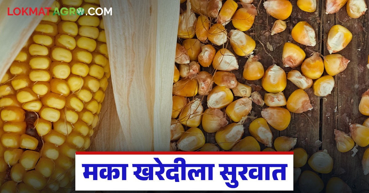 Maka Kharedi : किमान आधारभूत किमतीवर मका खरेदी सुरू; वाचा काय मिळतोय दर ...