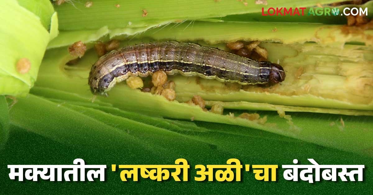 Maka Lashkari Ali : मका पिकातील लष्करी अळीच्या नियंत्रणाकरिता जैविक ...