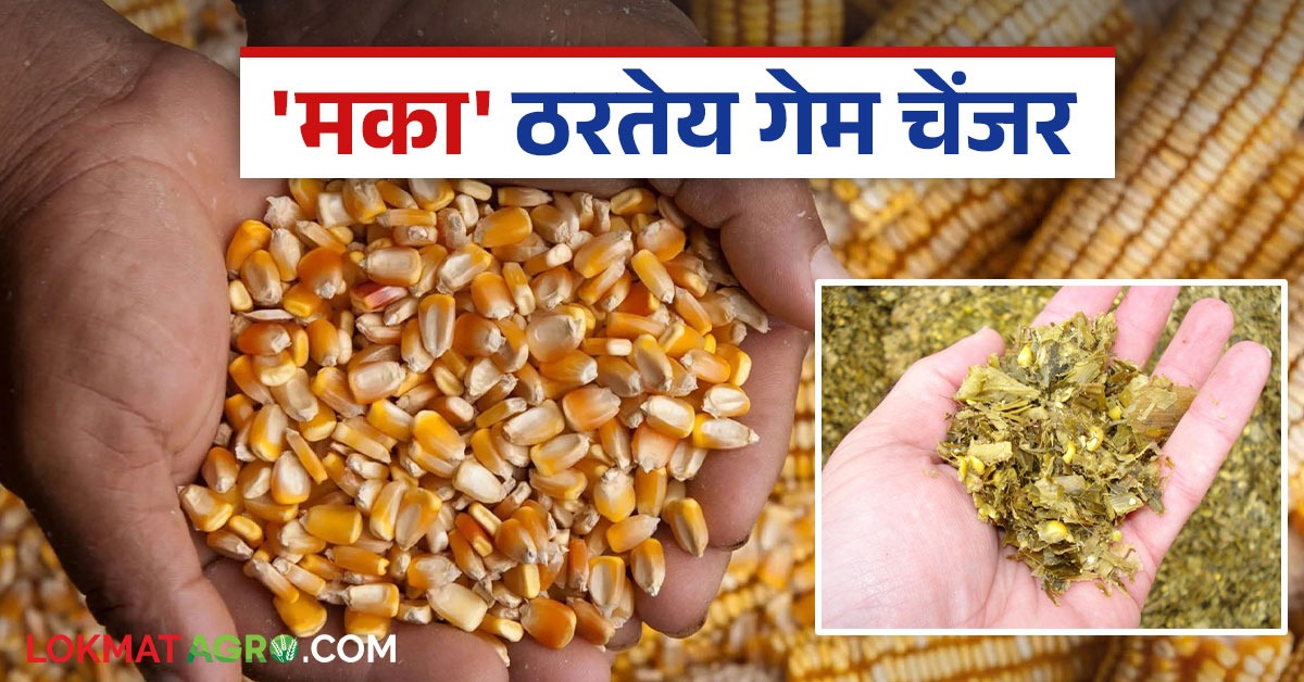 Maka Lagwad : यंदा मका पिक सगळ्या बाजूने ठरतंय गेम चेंजर; वाचा सविस्तर ...