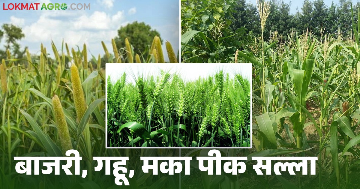 Agriculture News : उन्हाळी बाजरी, गहू, मका पिकांसाठी कृषी सल्ला, वाचा ...