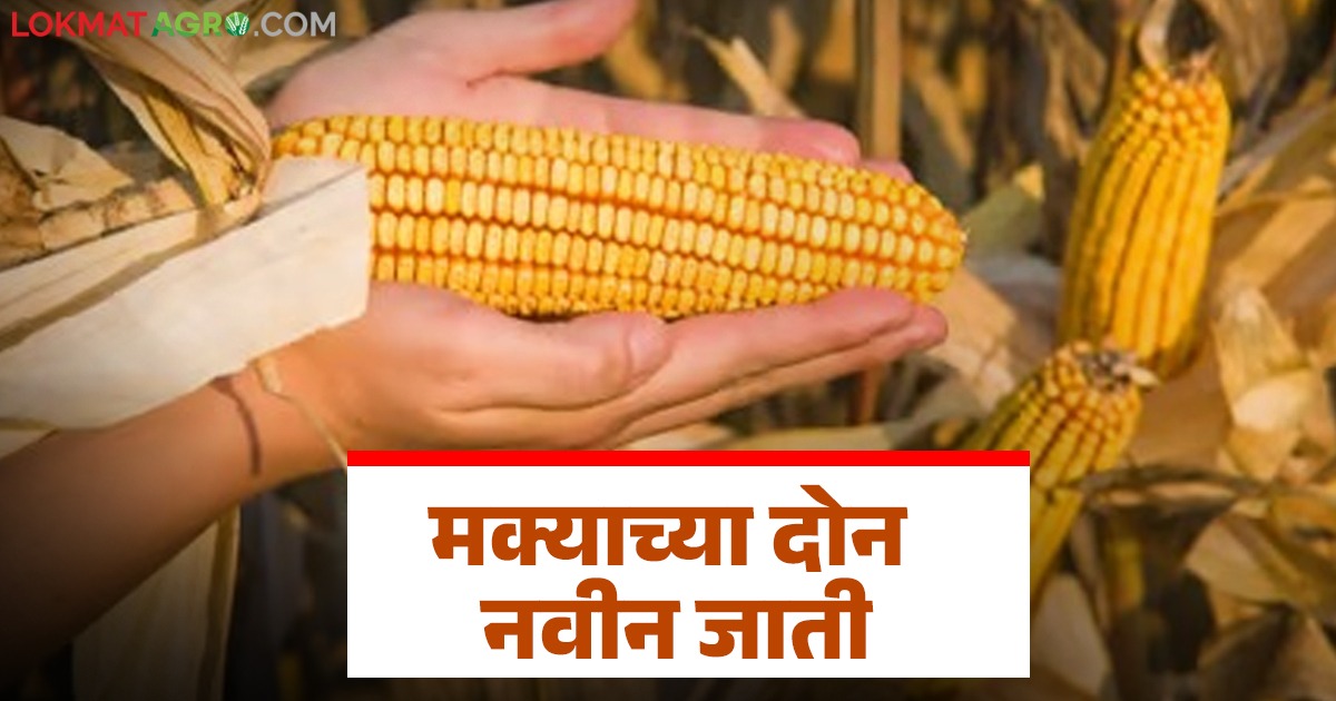 Maka Van : चांगलं उत्पादन देणाऱ्या अन् रोगांना बळी न पडणाऱ्या मक्याच्या ...
