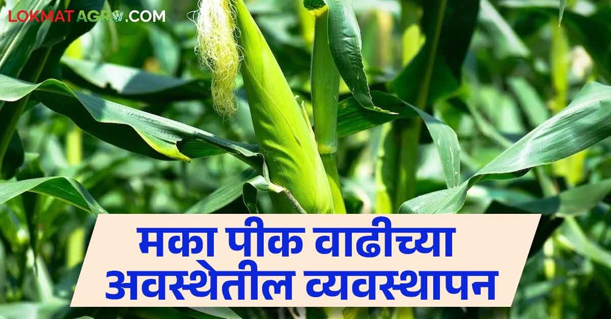 Crop Management : मका पिकाच्या वाढीच्या अवस्थेतील व्यवस्थापन कसे कराल ...
