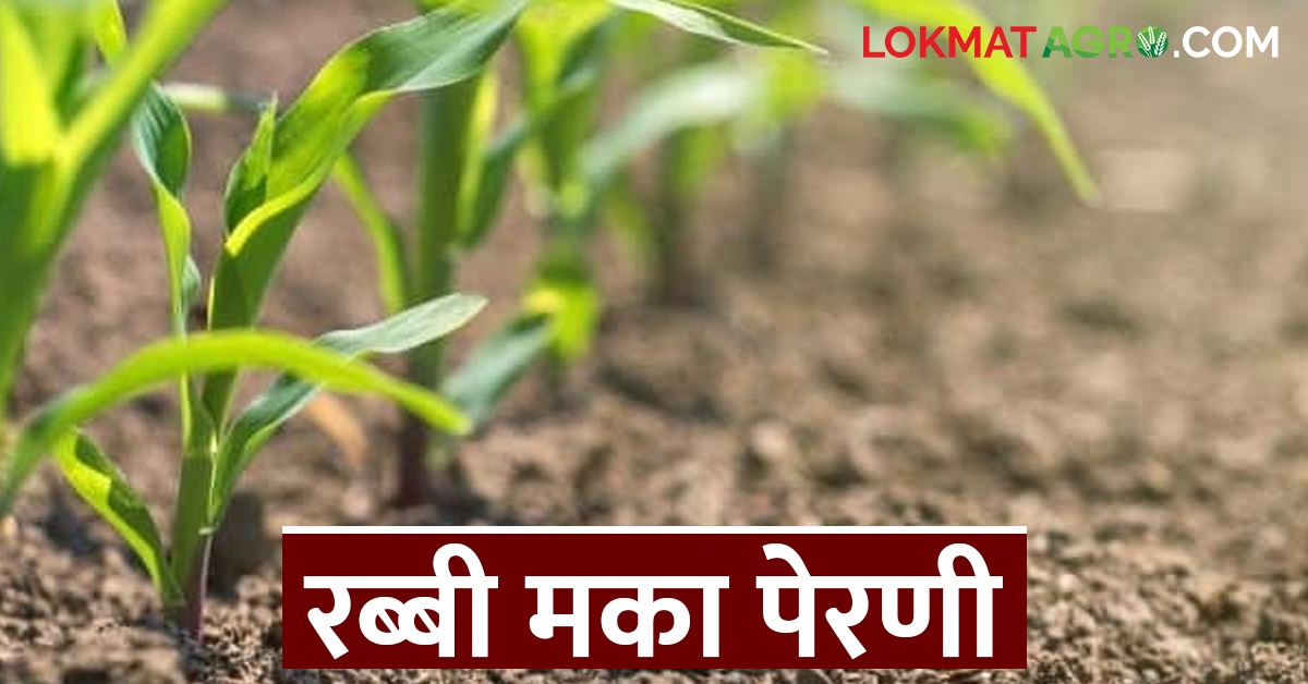 Rabbi Maka Perani : रब्बी मका पेरणी कधीपर्यंत आणि कशी करावी, जाणून घ्या ...