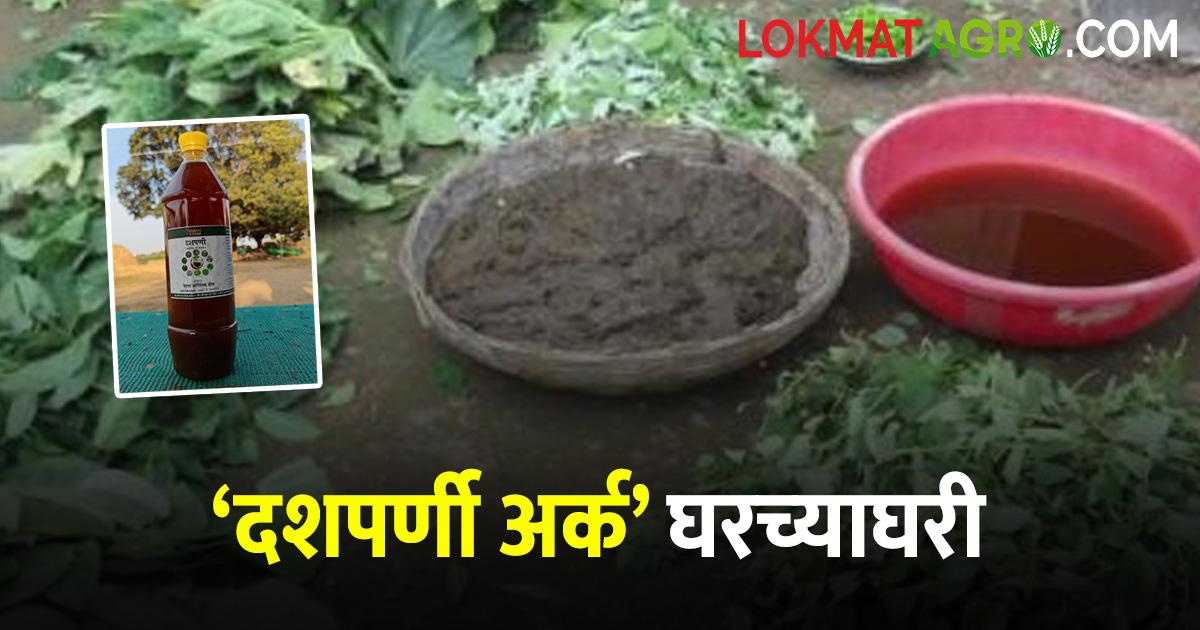 Dashparni Arka बहूपयोगी सेंद्रिय कीटकनाशक 'दशपर्णी अर्क' असे करा ...