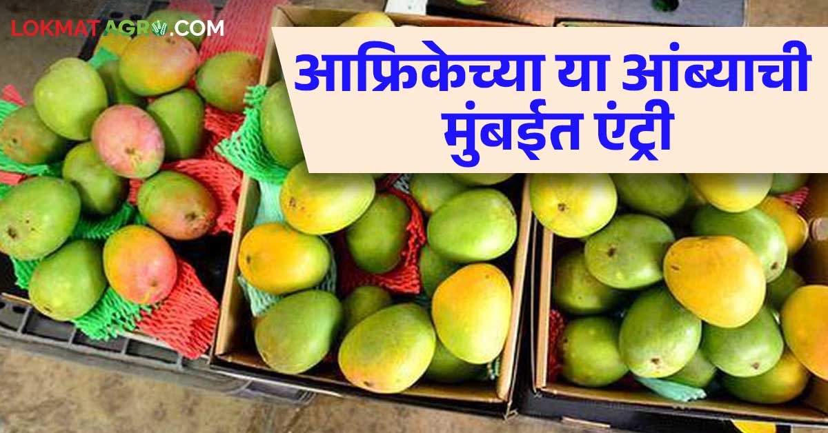 Mango Market Mumbai : अफ्रिकेमधील मलावीचा आंबा मुंबई कृषी उत्पन्न बाजार ...