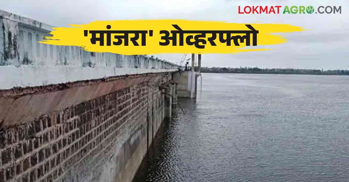 Manjara Dam : मांजरा यंदाही ओव्हरफ्लो; २५ वेळा उघडले दरवाजे ९५.४६ ...