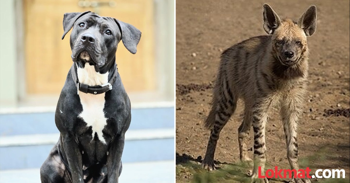 पिटबुल श्वान डायनाने तरसांशी दिला जीवघेणा लढा; मालकाची व शेताची केली सुरक्षा Pune Marathi News ...