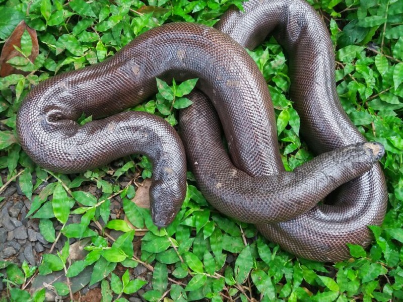 मांडूळ तस्करांचा ऑनलाईन फंडा फसला; व्हॉट्सॲपवरील छायाचित्रावरून सापडला ...