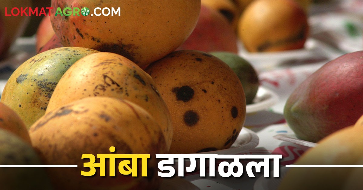 पावसामुळे आंबा डागळातोय कसे कराल व्यवस्थापन | How to manage mango ...