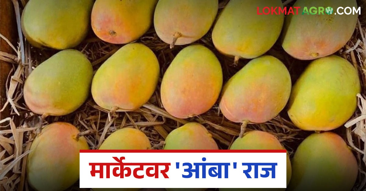Mango Market Mumbai : मुंबई बाजार समितीवर आंब्याचे राज्य; कोणत्या ...