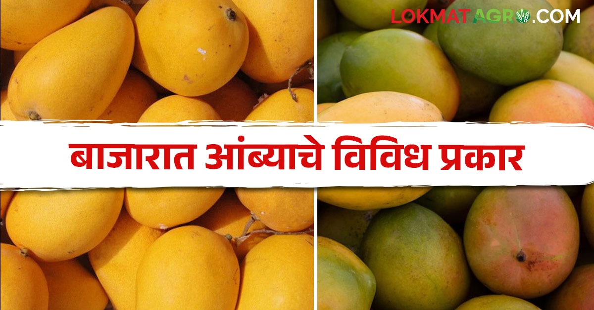 Mango Variety : जळगावच्या बाजारात हापूससह 'या' आंब्याची चलती ...