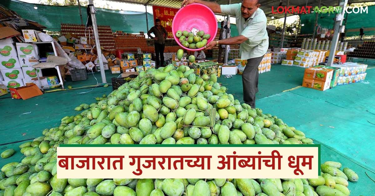 latest news Mango Market: Gujarat mangoes are booming in the market ...