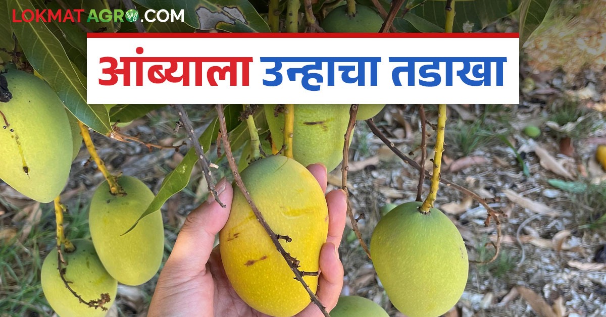 Amba Pik Salla: उष्णतेमुळे आंबा भाजला; आंब्याच्या झाडांना पाणी देण्याचा सल्ला | Amba Pik Salla ...