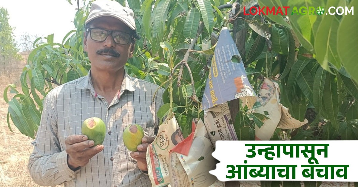 उन्हापासून आंबा फळ वाचविण्यासाठी पाटणच्या शेतकऱ्याने केला हा अनोखा ...