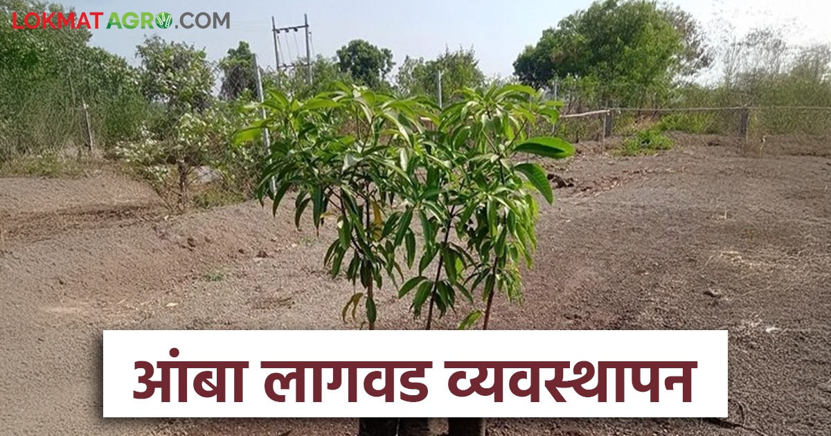 Amba Lagavd : आंबा लागवड जूनमध्ये केली तर चांगले उत्पादन देईल का? वाचा ...