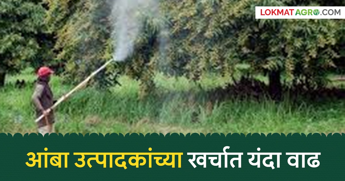 आंबा कलमांवर तुडतुड्याचा प्रादुर्भाव; पालवी वाचवण्यासाठी बागायतदारांची ...