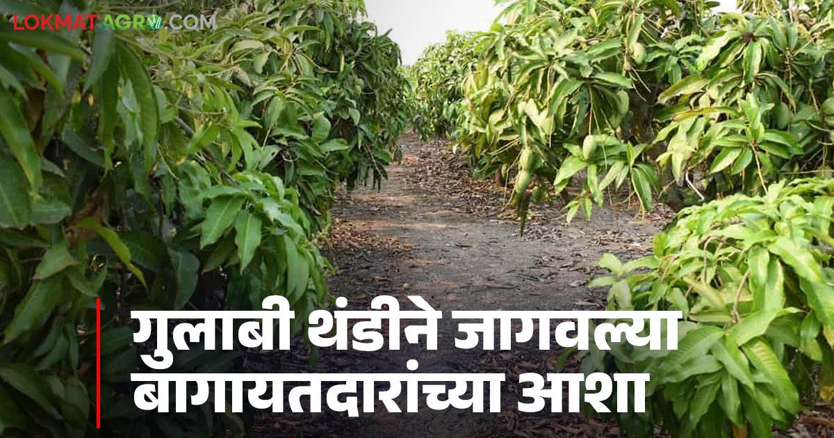 गुलाबी थंडीने जागवल्या आंबा बागायतदारांच्या आशा; मार्चमध्ये येऊ शकतो ...