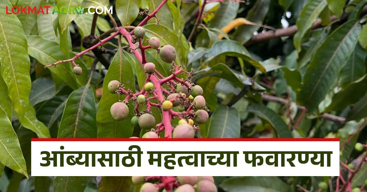 आंबा पिकातील फळगळ व पुन्हा मोहोर येण्याची समस्या टाळण्यासाठी करा 'ह्या ...