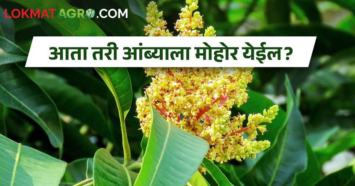 रात्रीच्या गारठ्यामुळे हापूसचा मोहोर बहरण्याची आशा | Hoping to bloom ...